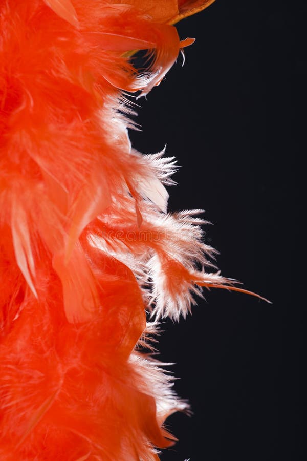 Orange feathers stock image. Image of death, backlight - 12390879