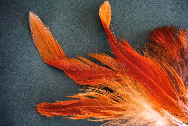Orange Feathers on Gray Background. Stock Photo - Image of falling ...
