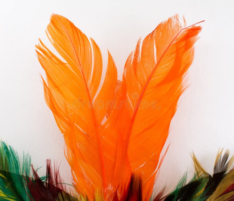 Orange feathers stock image. Image of orange, bird, bright - 52379947