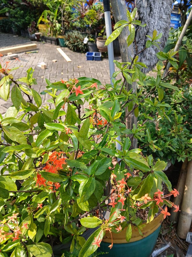 Orange fern flower tree stock photo. Image of orange - 379054844