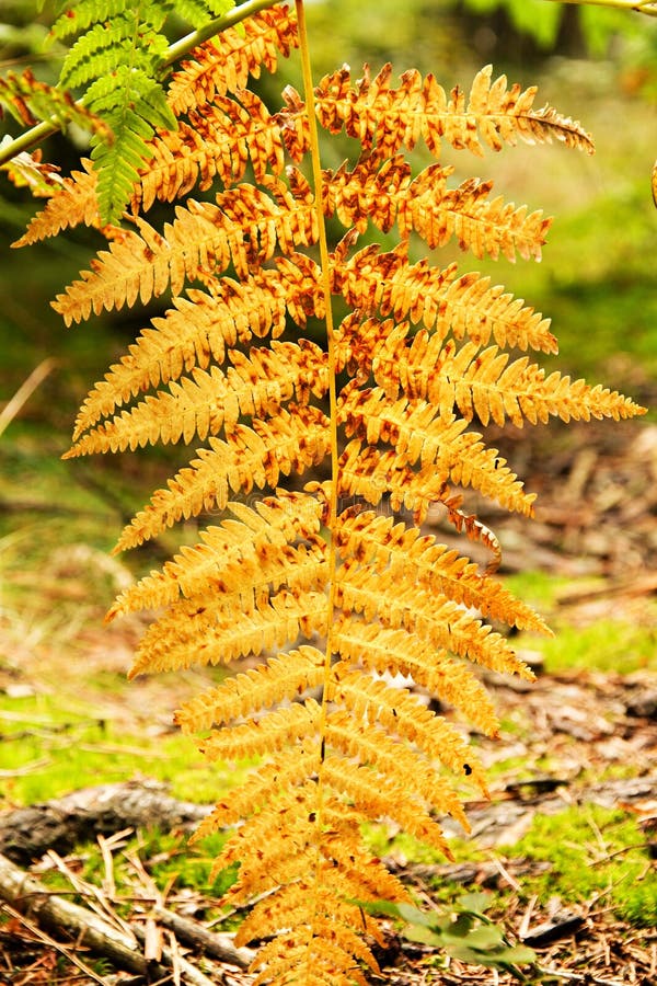 Fern stock photo. Image of type, leaves, sort, species - 78606314
