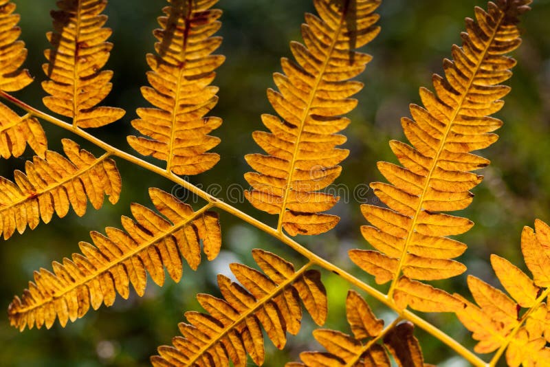Orange fern leaf stock image. Image of wild, beautiful - 44281155