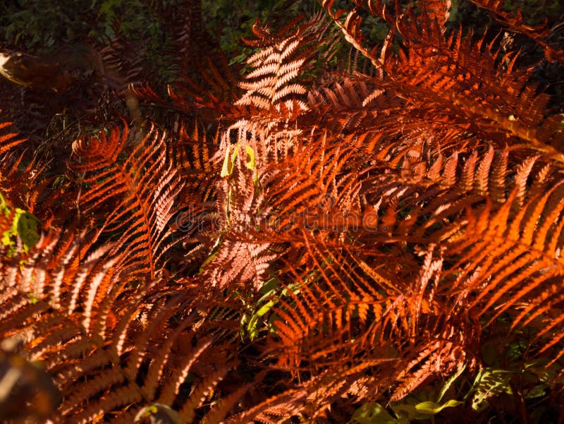 Orange Fern Leaves in Autumn Forest Stock Photo - Image of jungle ...