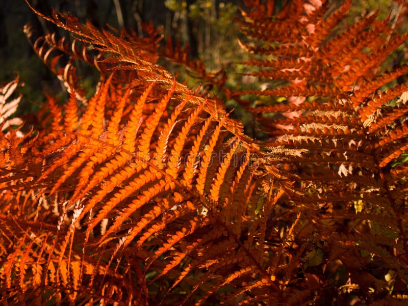 Orange Fern Leaves in Autumn Forest Stock Image - Image of jungle ...