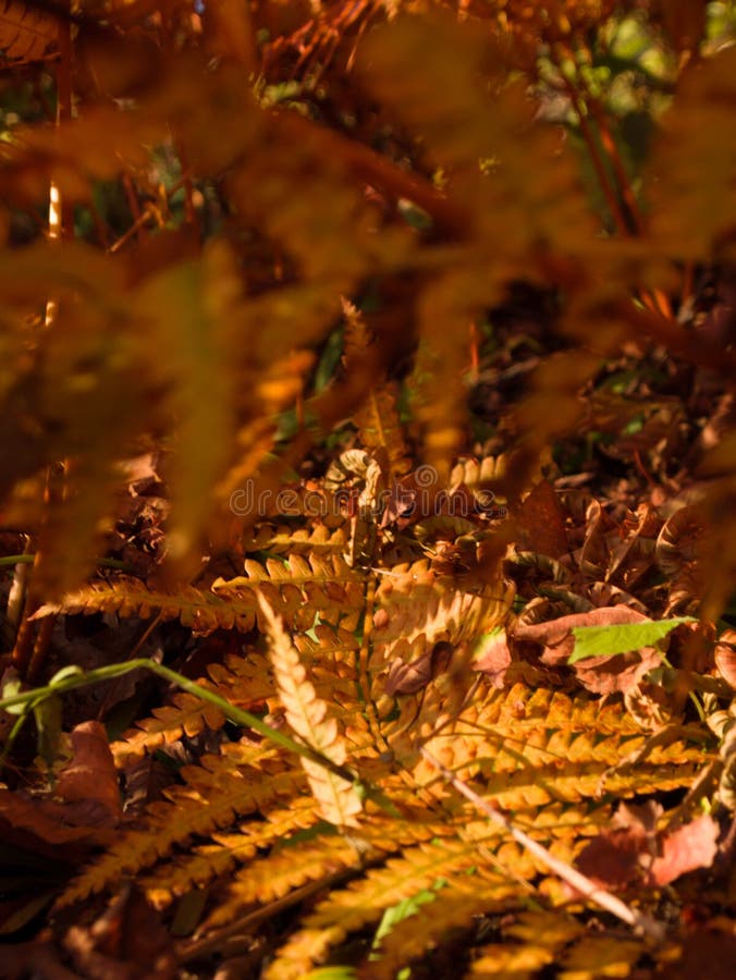 Orange Fern Leaves in Autumn Forest Stock Photo - Image of autumn ...