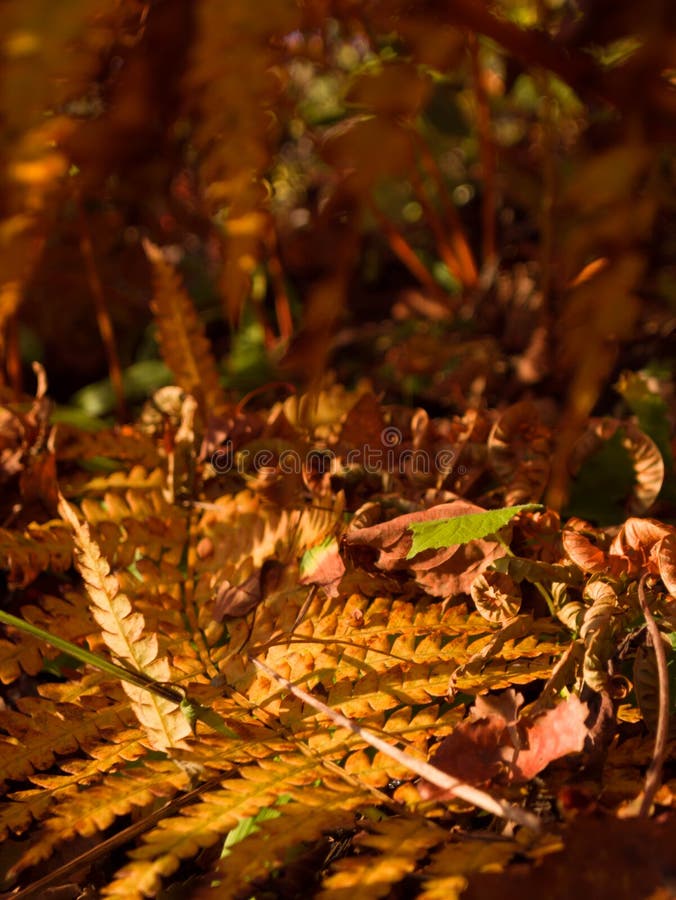 Orange Fern Leaves in Autumn Forest Stock Image - Image of wild, color ...