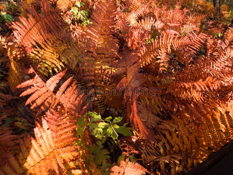 Orange Fern Leaves in Autumn Forest Stock Photo - Image of bright ...