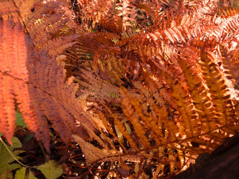 Bright Orange Leaves Of The Fern In The Autumn Forest. Copy Space Stock ...