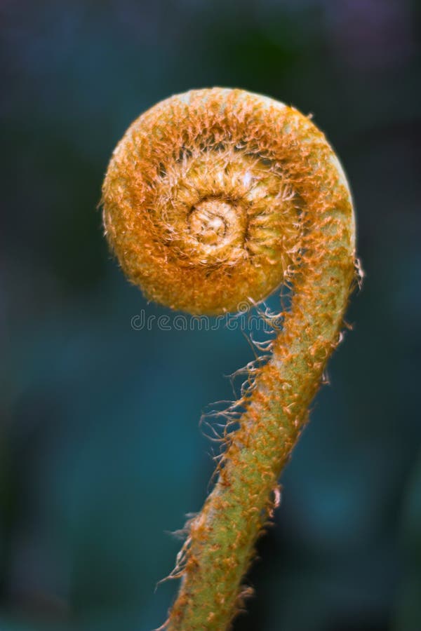 New Zealand Koru stock photo. Image of plant, green, zealand - 8078224