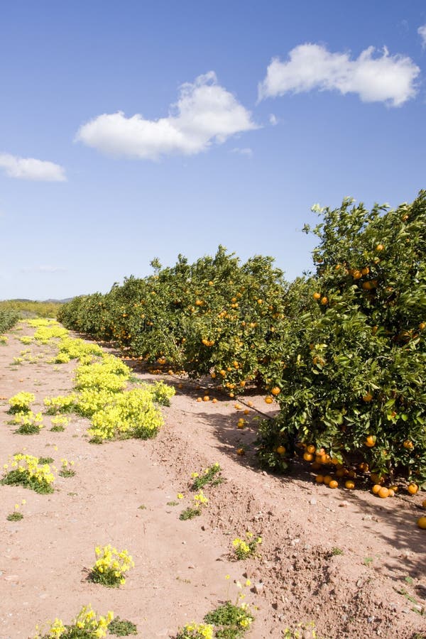 Orange field stock photo. Image of agriculture, healthy - 11047868