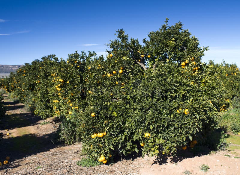 Orange field stock image. Image of field, healthy, fruit - 12769893