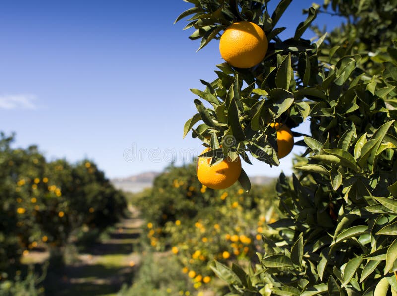 Orange field stock image. Image of field, healthy, fruit - 12769893