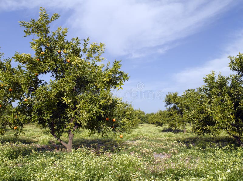 Orange field stock image. Image of blue, green, tree - 13419889