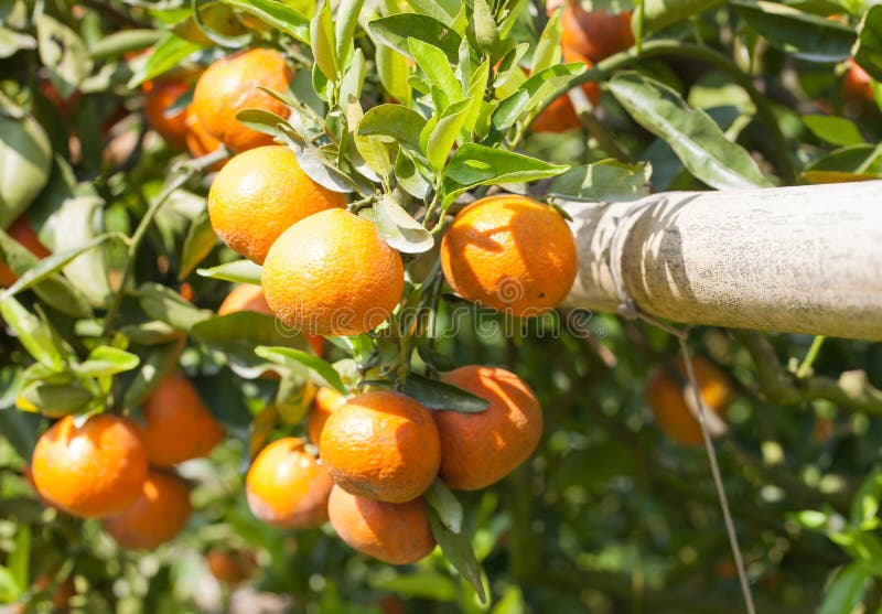 Orange field stock image. Image of garden, agriculture - 38014929