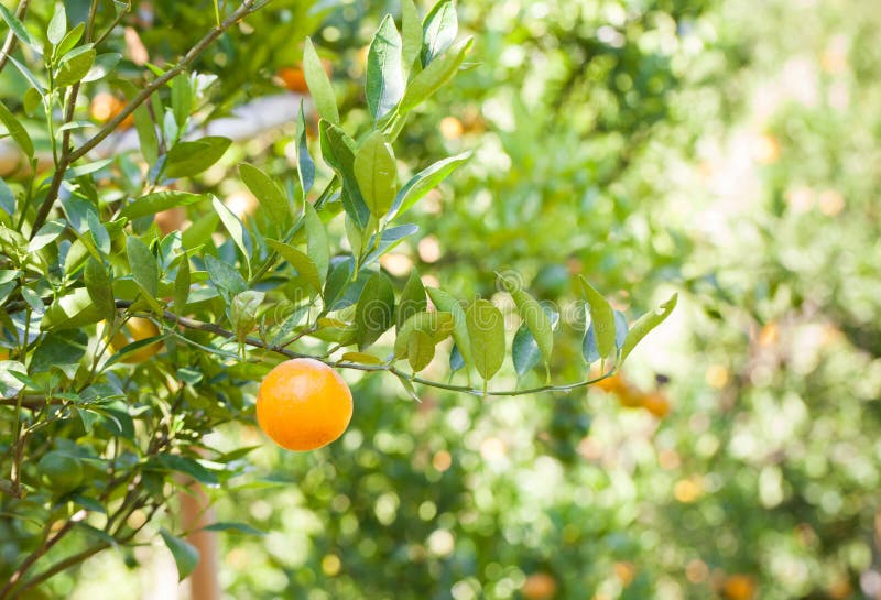 Orange field stock image. Image of grove, orange, gardener - 38015133