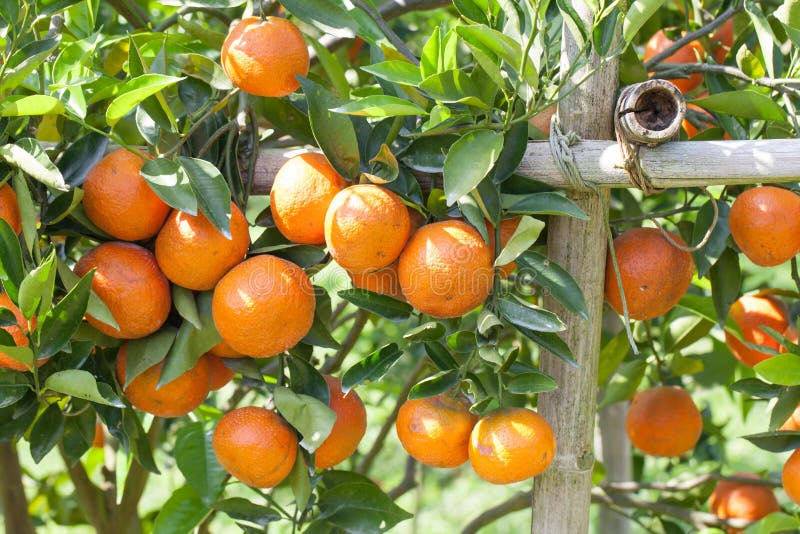 Orange field stock image. Image of crops, blossom, grove - 38015287
