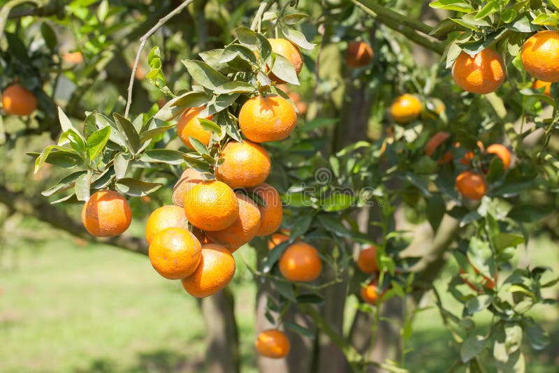 Orange field stock image. Image of juicy, grove, leaf - 38015789