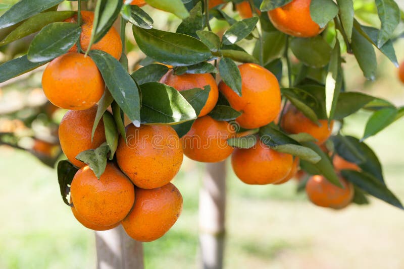 Orange field stock photo. Image of environment, juice - 38015368