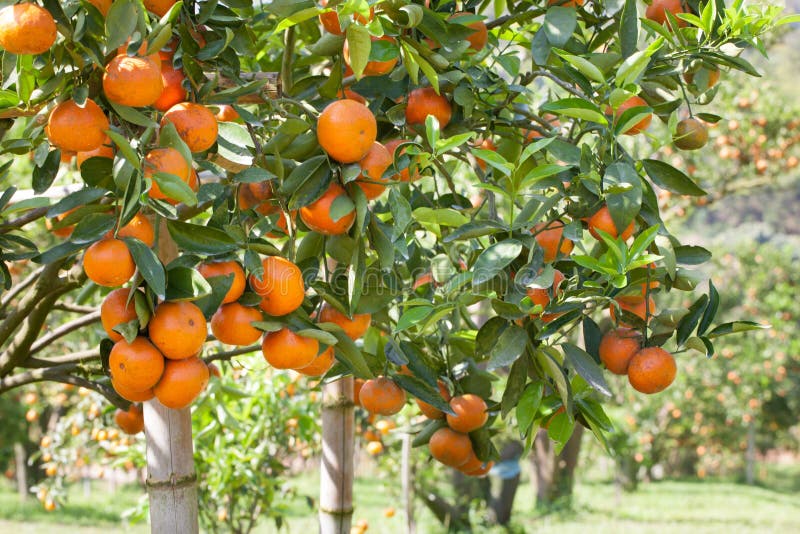 Orange field stock image. Image of farmers, crops, healthy - 38015641
