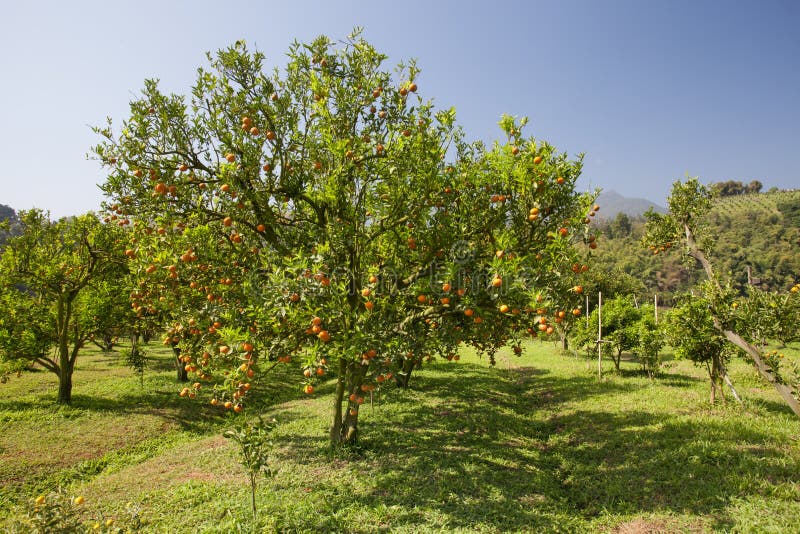 Orange field stock image. Image of natural, citrus, grove - 38015805