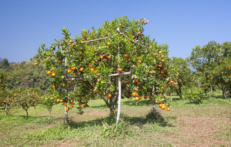 Orange field stock photo. Image of farmers, blossom, healthy - 38018046