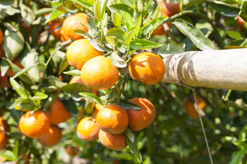 Orange field stock image. Image of green, agriculture - 38018115