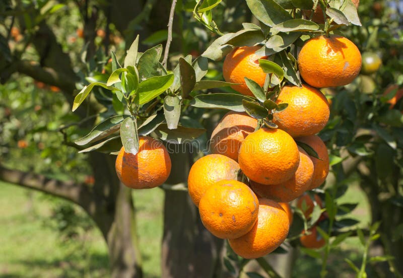 Orange field stock photo. Image of background, farmers - 38018088