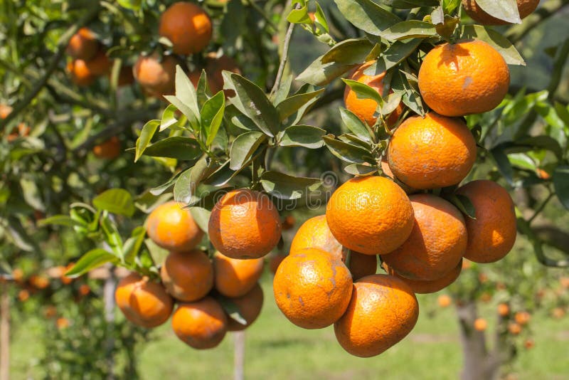 Orange field stock photo. Image of natural, grove, grow - 38018352
