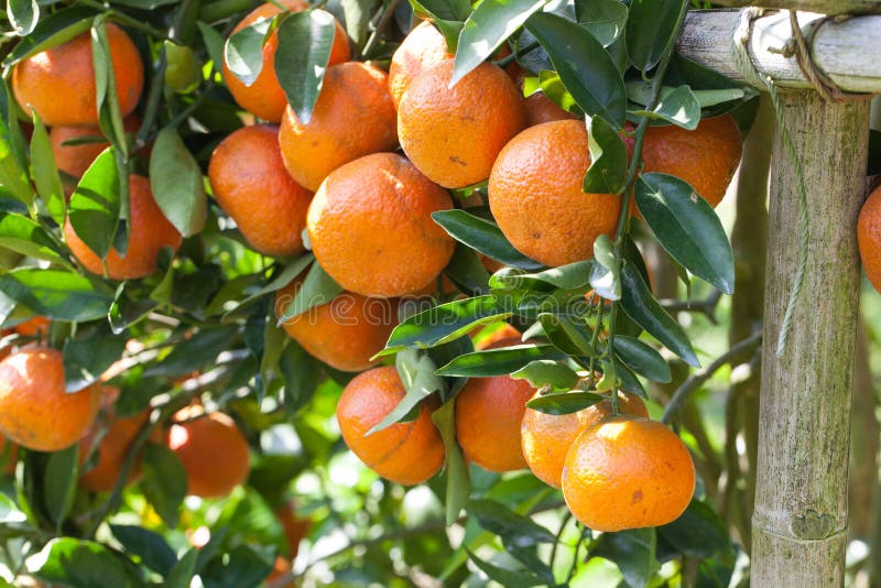 Orange field stock image. Image of delicious, grow, gardener - 38018425