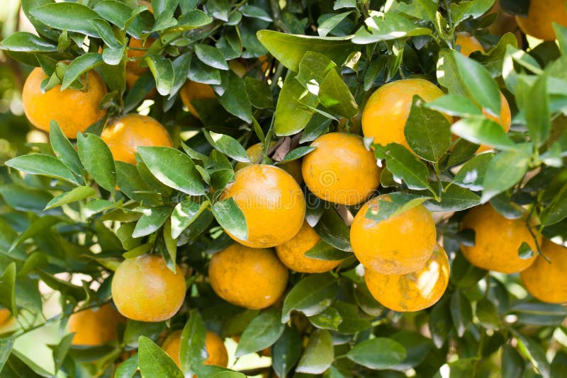 Orange field stock photo. Image of background, farmers - 38018088