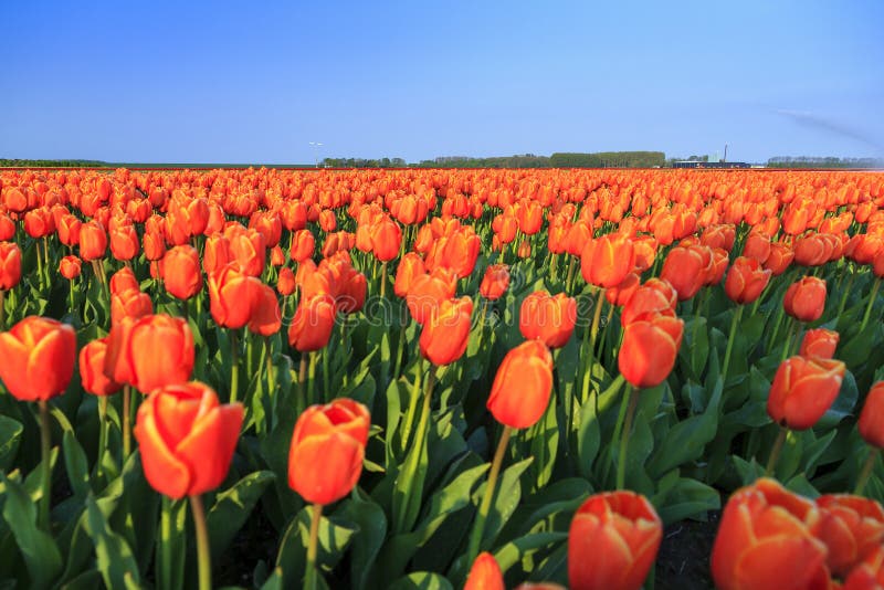 Orange field stock photo. Image of light, agriculture - 60406356