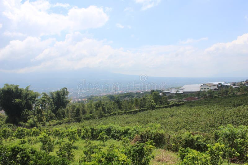 Orange Field in East Java Indonesia Stock Image - Image of city, citrus ...