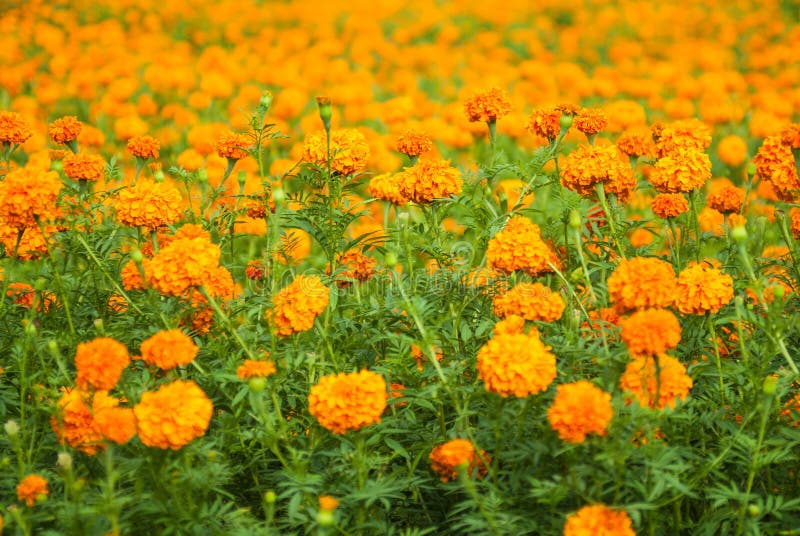 Orange field stock image. Image of festival, chang, orange - 56212031