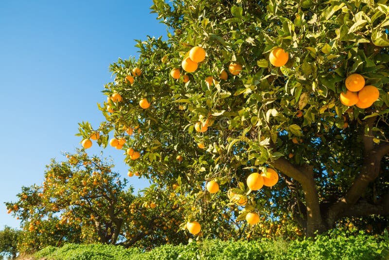 Orange field stock image. Image of alicante, juicy, mediterranean ...