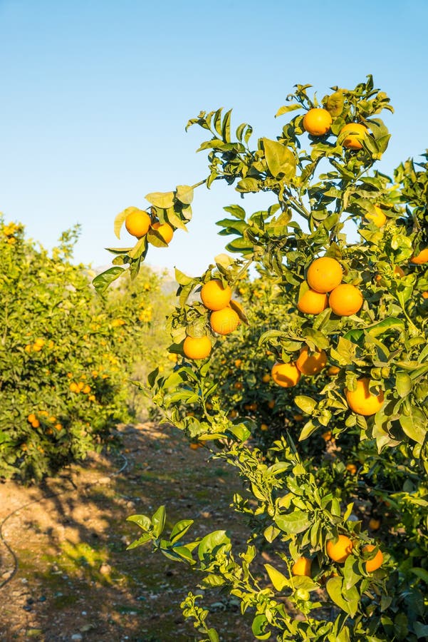 Orange field stock photo. Image of vertical, citrus, oranges - 49849558