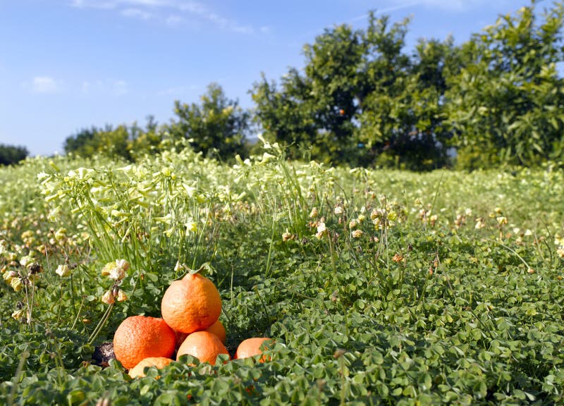 Orange Field and Tangerines Stock Image - Image of pesticide ...