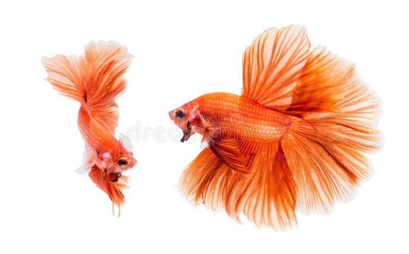 Orange Fighting of Two Fish Isolated on White Background Stock Image ...