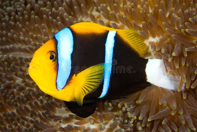 Orange Fin Anemonefish stock image. Image of colorful - 3308305