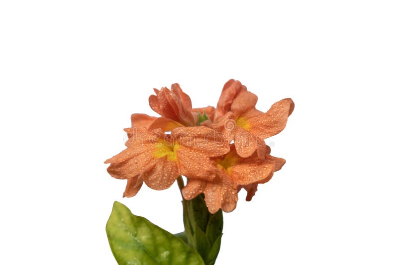 Orange Firecracker Flower ( Crossandra Infundibuliformis ) Isolated on ...