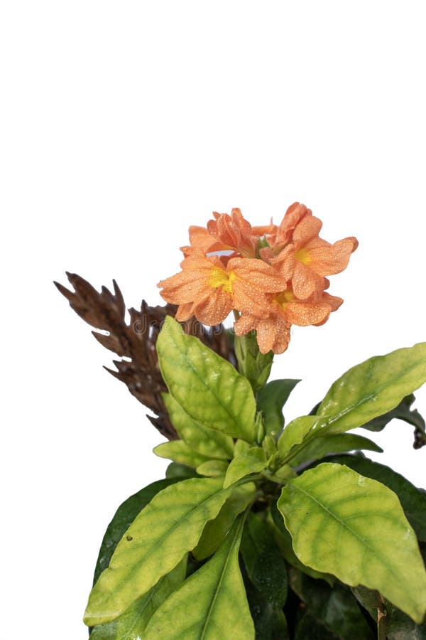 Aboli Flower Stock Photos - Free & Royalty-Free Stock Photos from ...