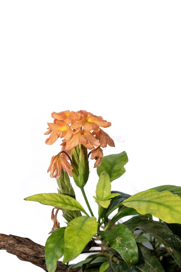 Orange Firecracker Flower ( Crossandra Infundibuliformis ) Isolated on ...