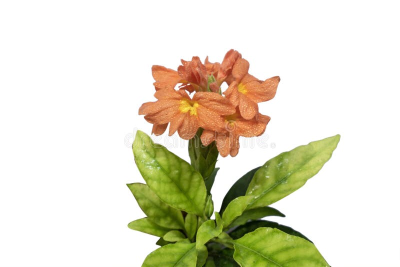 Orange Firecracker Flower ( Crossandra Infundibuliformis ) Isolated on ...