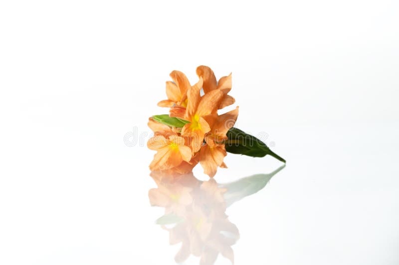 Orange Firecracker Flower ( Crossandra Infundibuliformis ) Isolated on ...