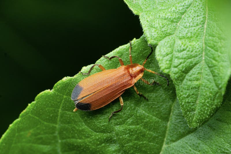 Orange Firefly on Leaf, Satara, Maharashtra Stock Image - Image of ...