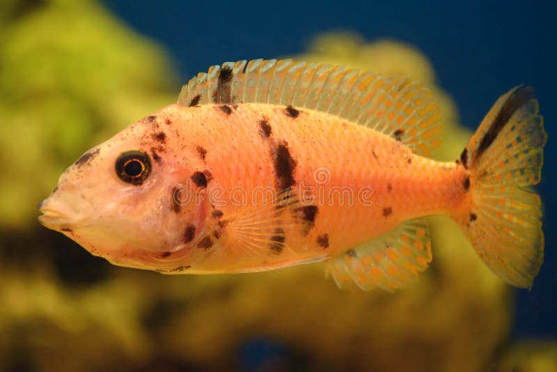 Orange Fische stockfoto. Bild von exotisch, aquarium - 47149180