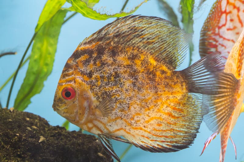 Orange Diskus In Einem Aquarium Stockfoto - Bild von flipper, fische ...