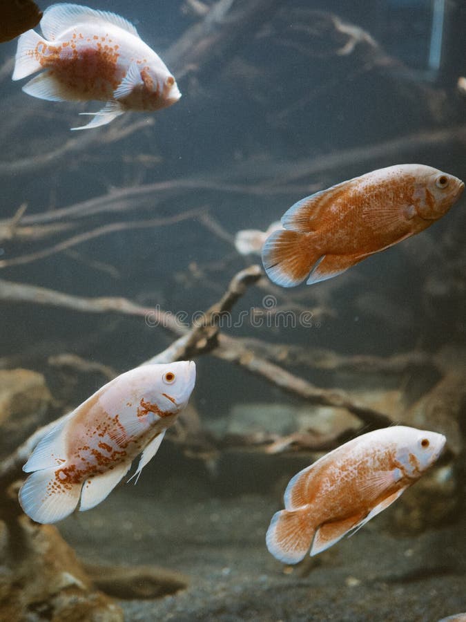 Orange Fish ðŸ Ÿ Wildlife Ocean Stock Image - Image of invertebrate ...