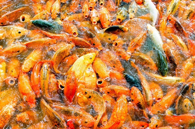 Orange fish stock photo. Image of ready, carp, farm, golden - 5956000