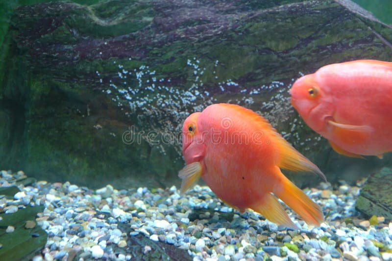 The orange fish stock photo. Image of beautiful, life - 192371460