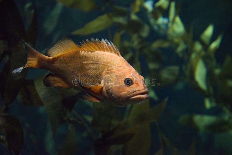 Orange Fish stock image. Image of underwater, deep, orange - 74522153